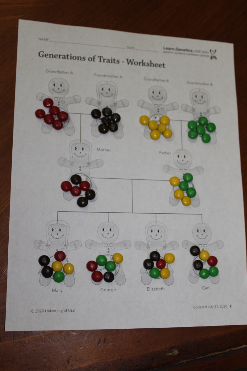 Genetics STEM Lesson Plan - HubPages