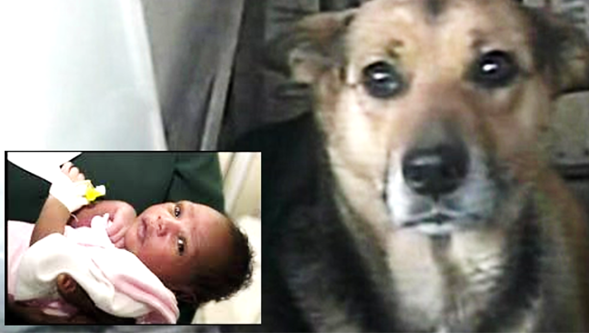 15 Heroic Stray Dogs Who Saved People's Lives - HubPages