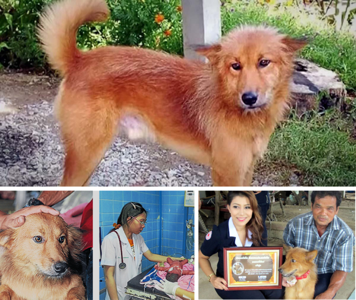 15 Heroic Stray Dogs Who Saved People's Lives - HubPages