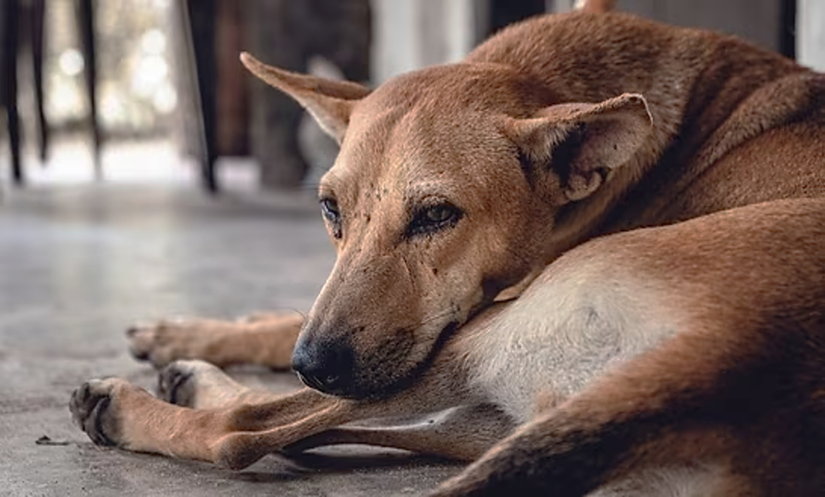 15 Heroic Stray Dogs Who Saved People's Lives - HubPages