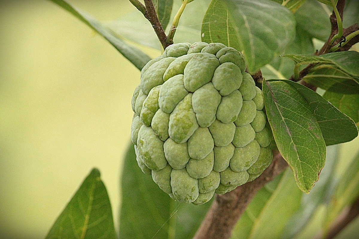 Facts About Custard Apple Trees-Description and Uses - HubPages
