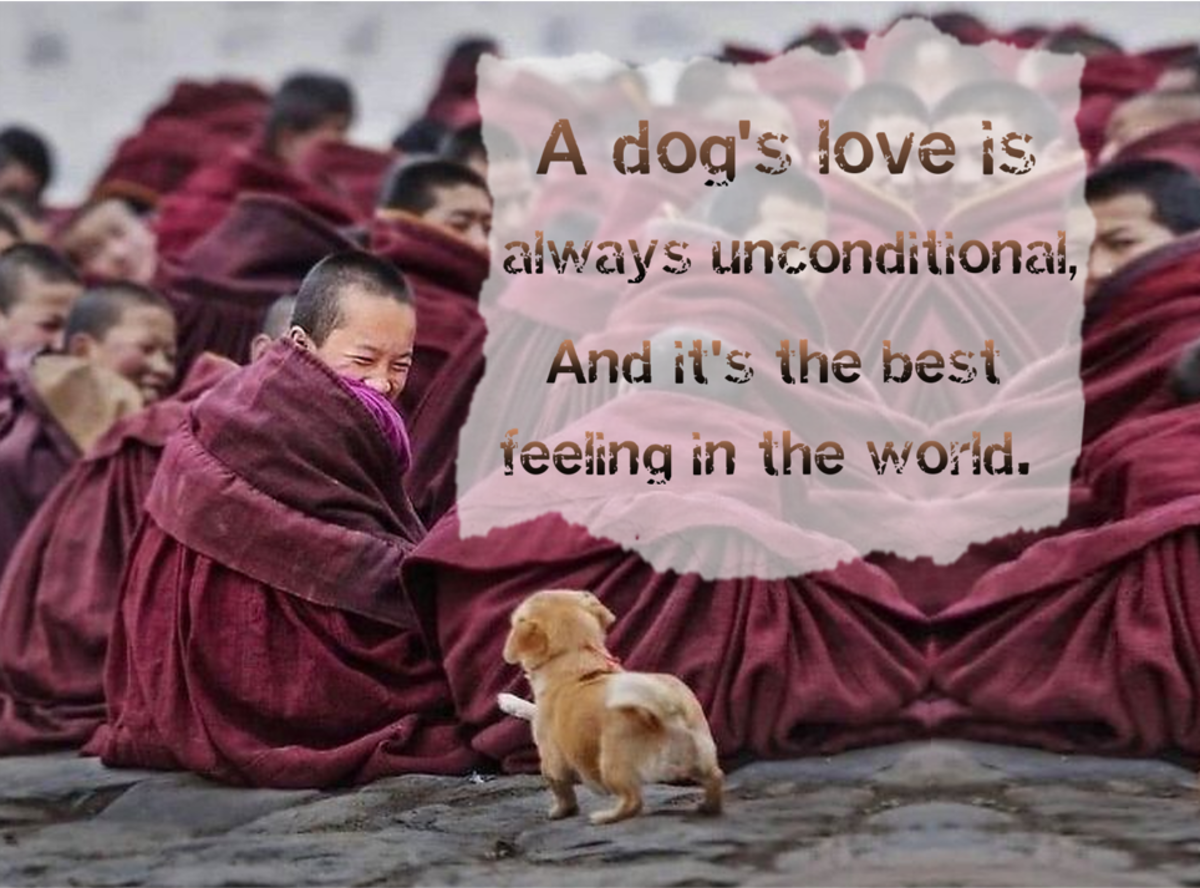 National Dog Day: 50+ Best Dog Day Quotes Instagram Captions And FAQs ...