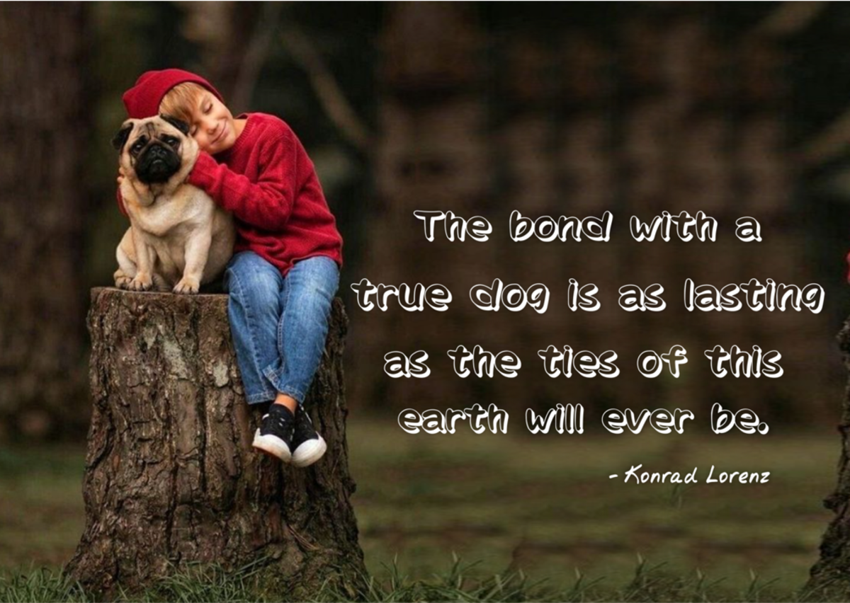 National Dog Day: 50+ Best Dog Day Quotes Instagram Captions And FAQs ...