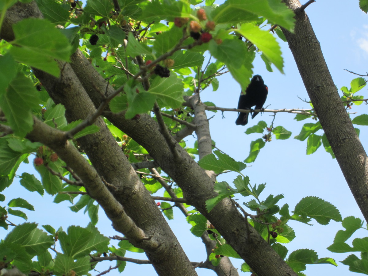 Red Winged Black Bird-On the Attack - HubPages
