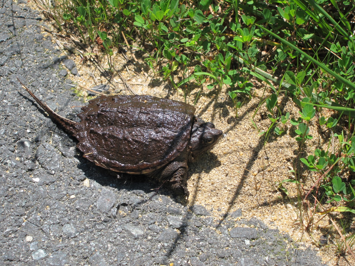 Common Snapping Turtle - HubPages