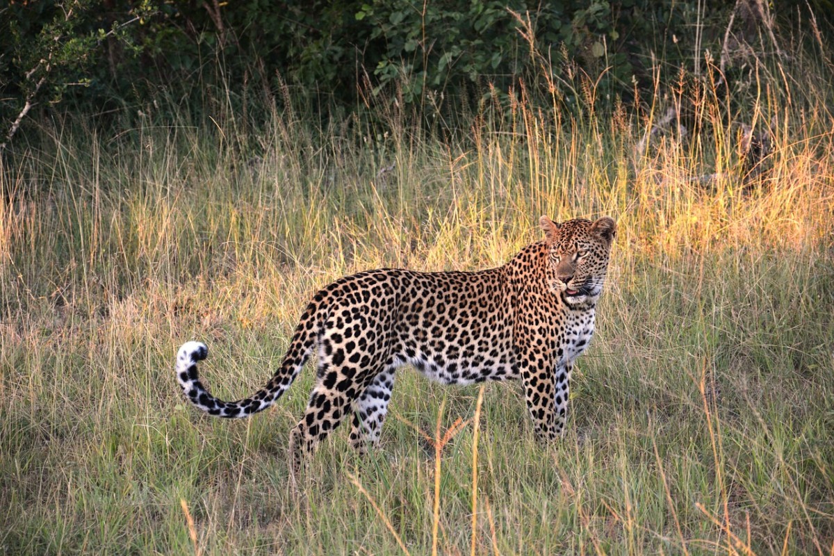 The Big Five Animals of Africa - HubPages