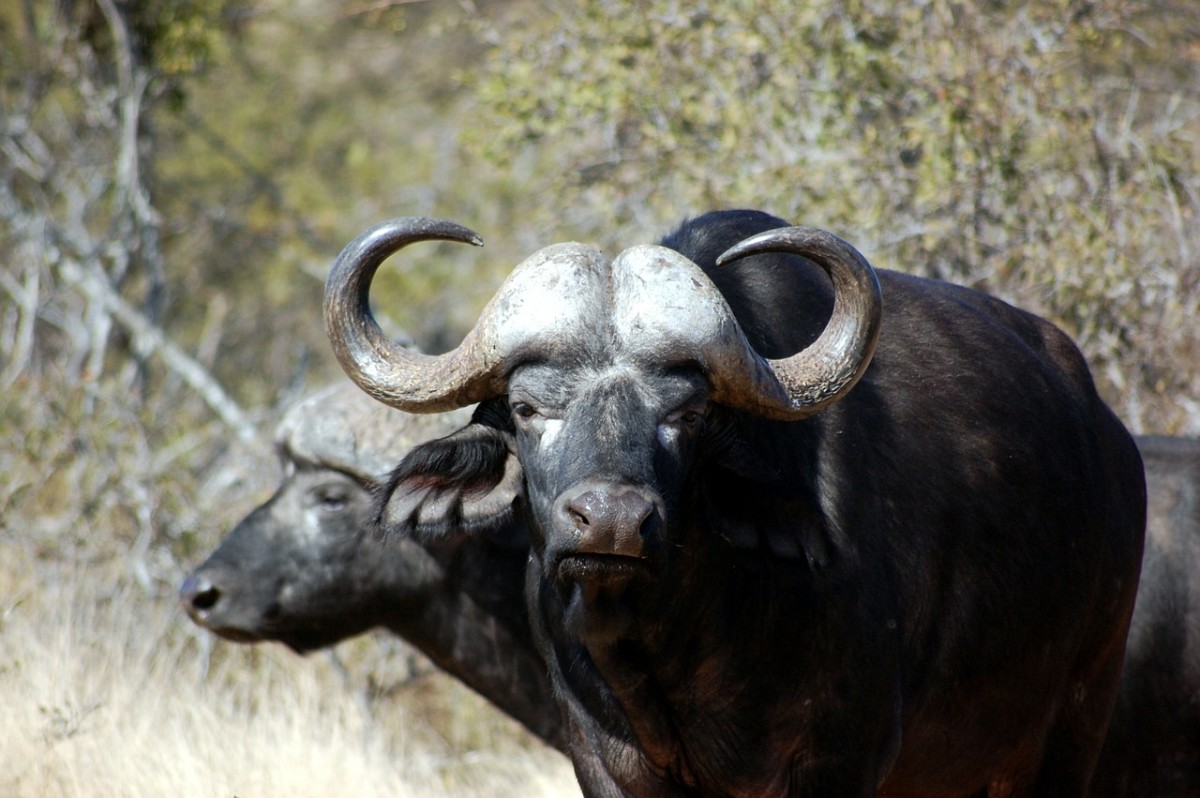 The Big Five Animals of Africa - HubPages