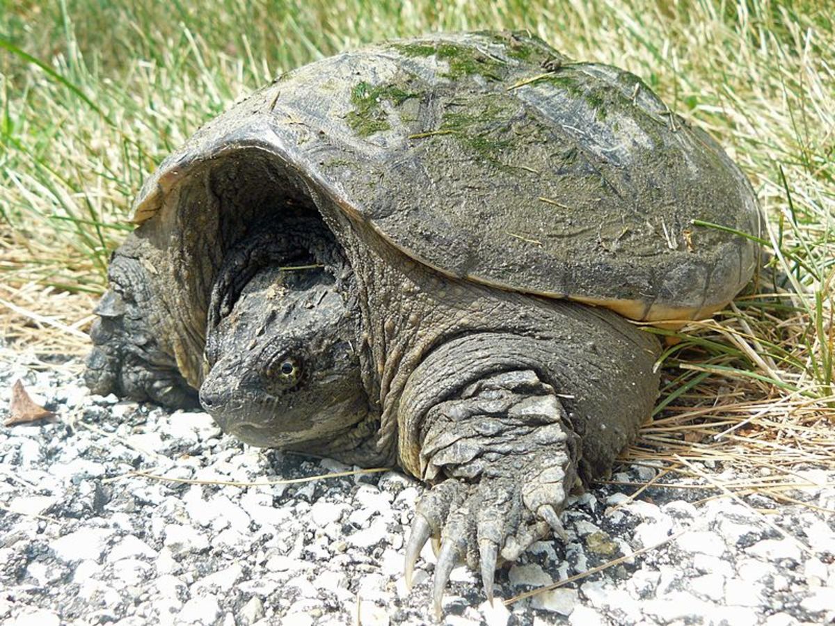 Common Snapping Turtle - HubPages
