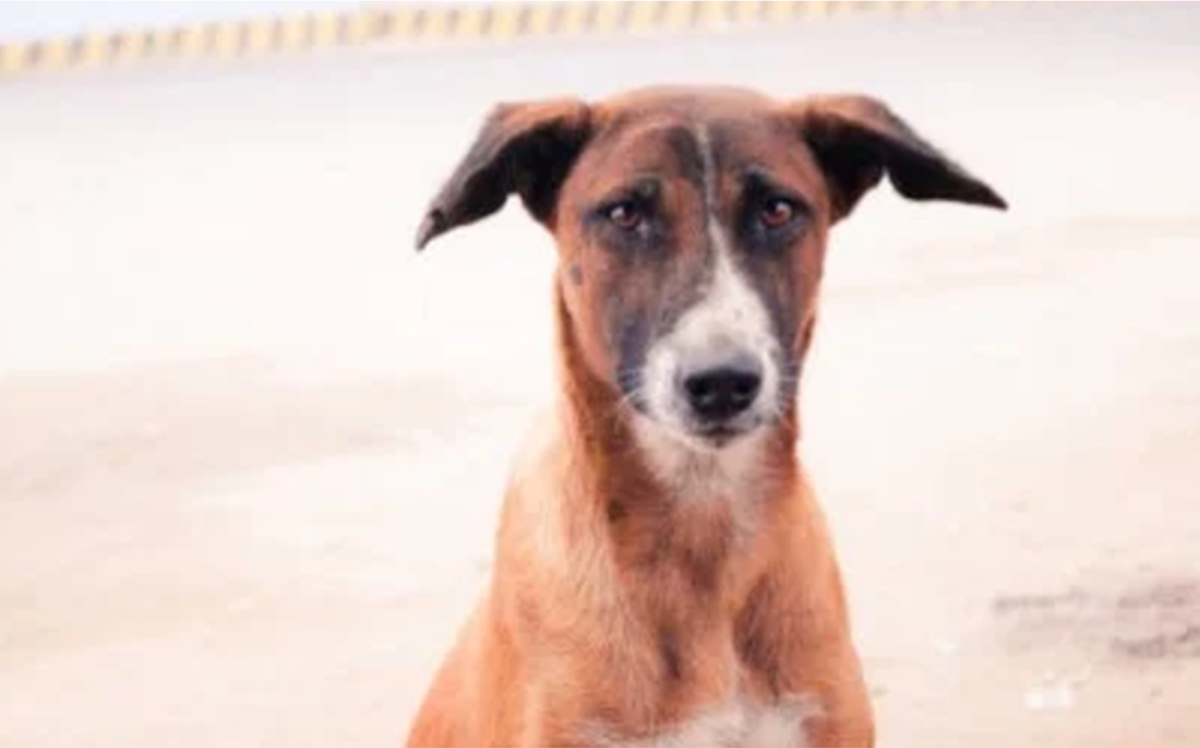 15 Heroic Stray Dogs Who Saved People's Lives - HubPages