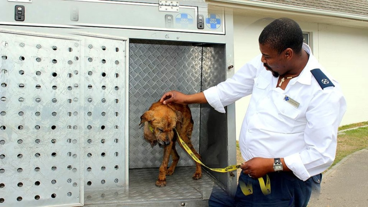 15 Heroic Stray Dogs Who Saved People's Lives - HubPages