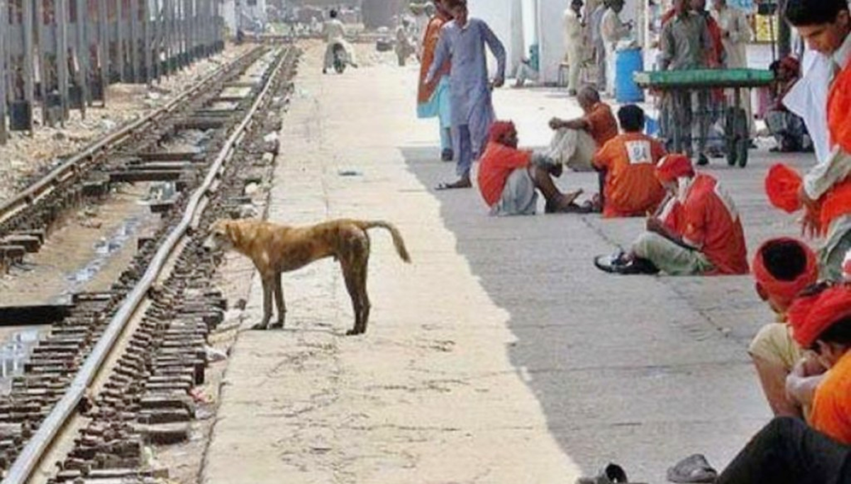 15 Heroic Stray Dogs Who Saved People's Lives - HubPages