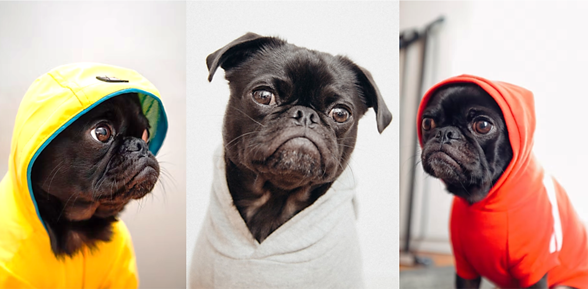 National Black Dog Day - HubPages