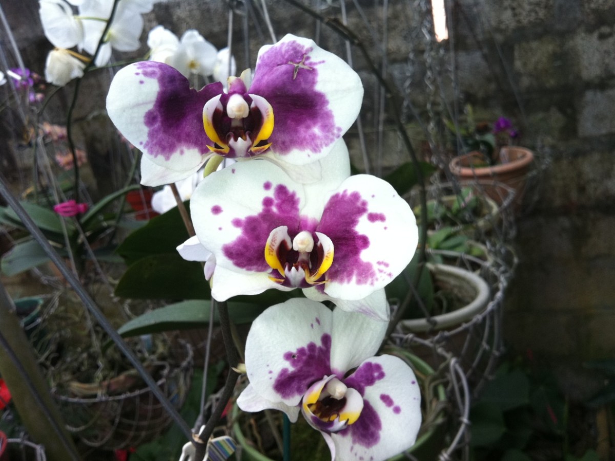 Mother - Tribute to Mother: Flower Therapy - HubPages