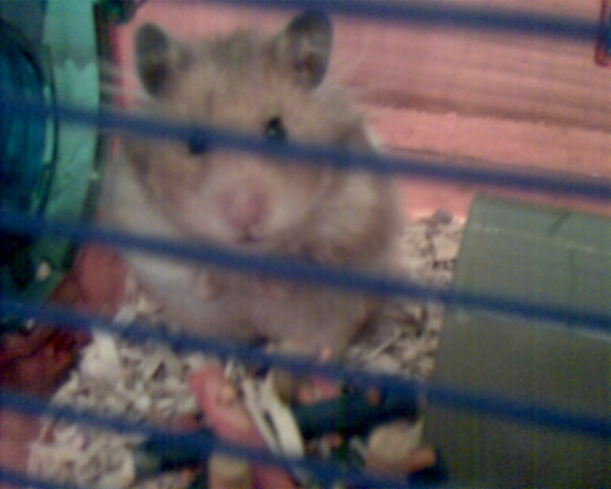 What My Hamster Must Be Thinking - HubPages