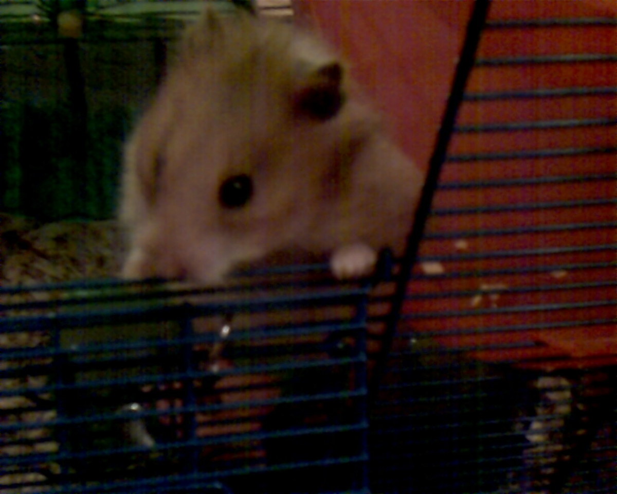 What My Hamster Must Be Thinking - HubPages