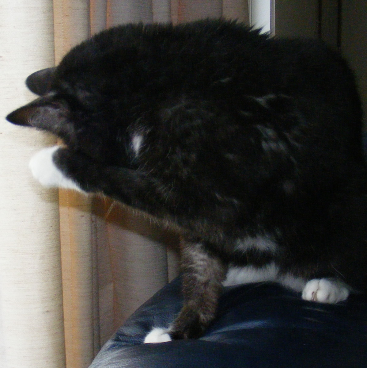 Spatz Our Cat - HubPages