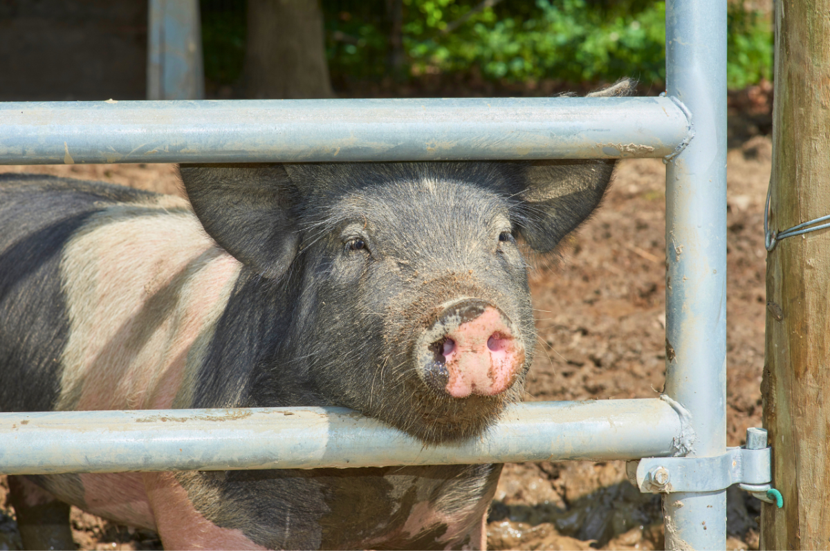 Pig Pen BREEDING FOR SOCIAL PIGS: A NEW ASPECT OF GENETIC PROGRESS