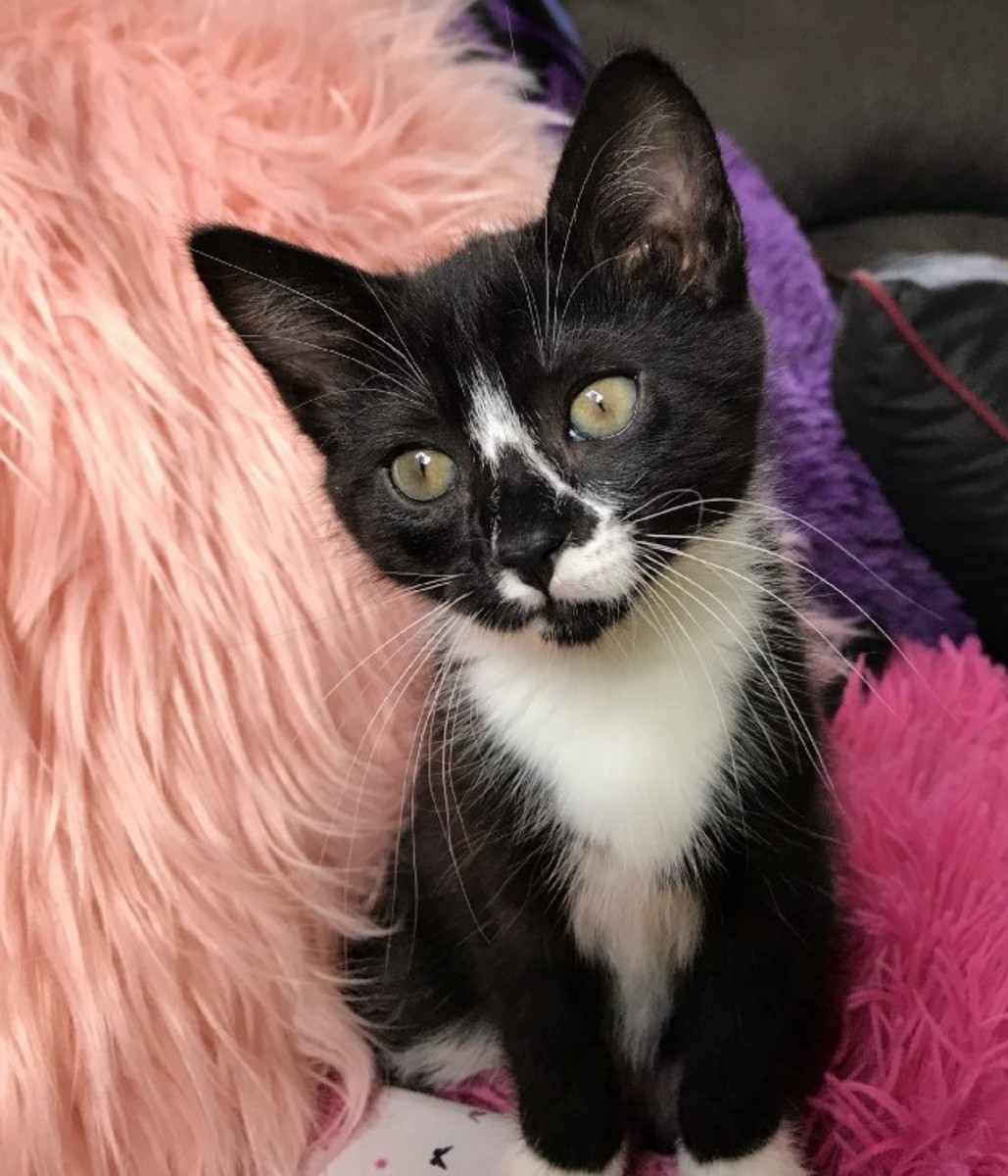 My Kitten Bites: What Do I Do? - HubPages