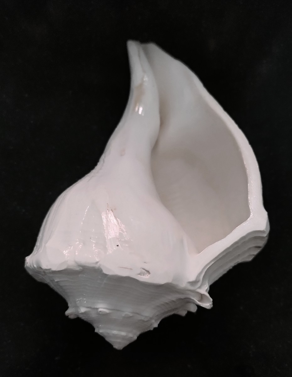 Conch : Religious significance and its presence in Bengal temple ...