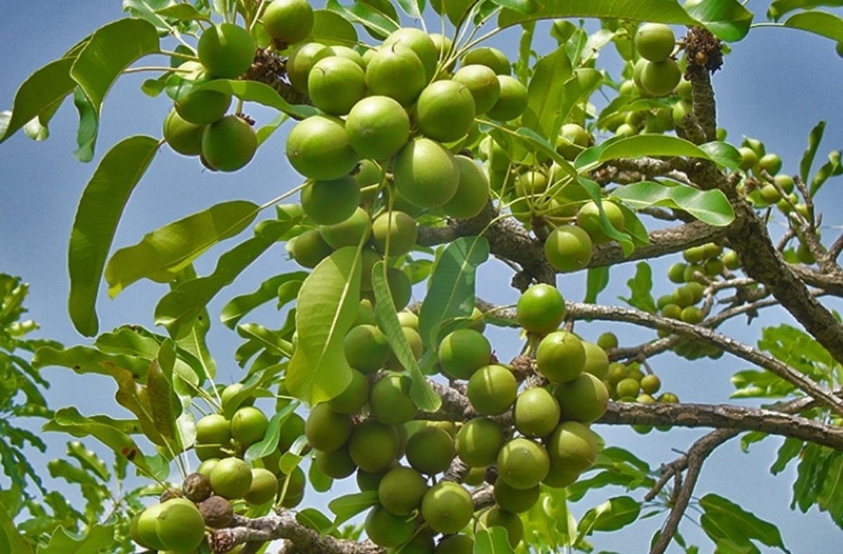 Facts About the Shea Tree and Shea Butter - HubPages