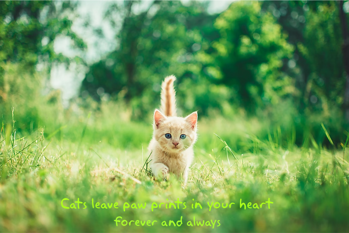 National Cat Day: Cat Day Quotes And Wishes - HubPages
