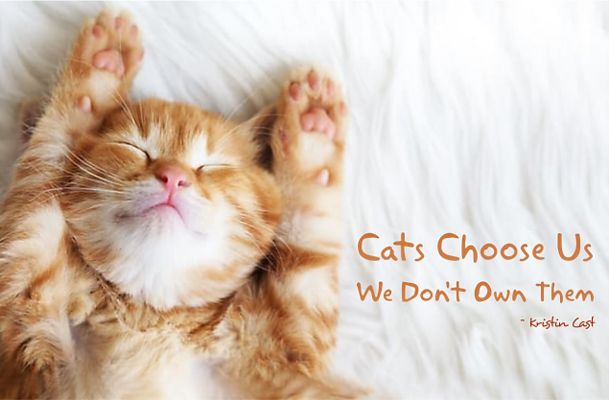National Cat Day: Cat Day Quotes And Wishes - HubPages