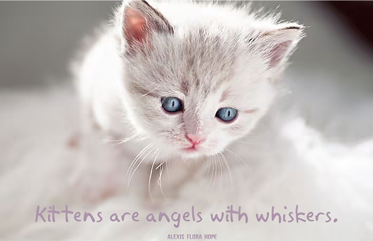 National Cat Day: Cat Day Quotes And Wishes - HubPages