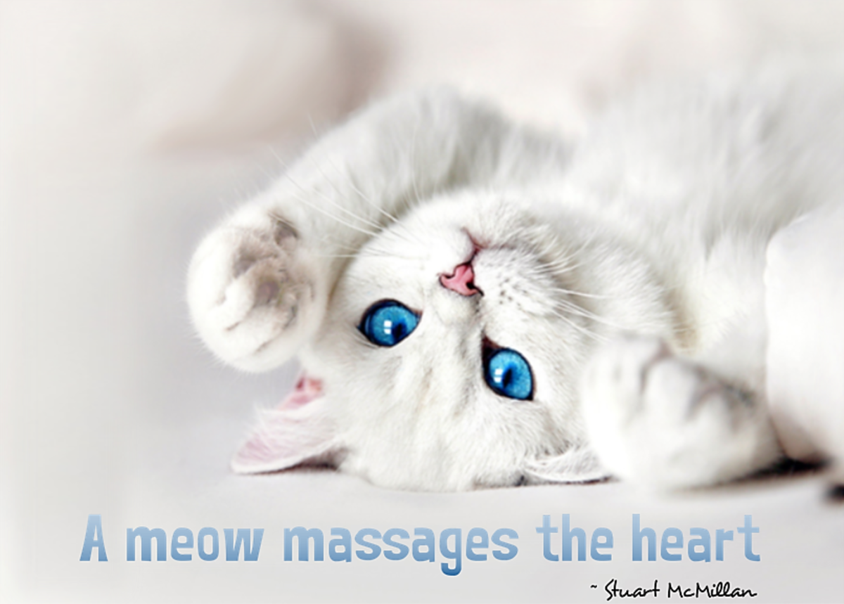 National Cat Day: Cat Day Quotes And Wishes - HubPages