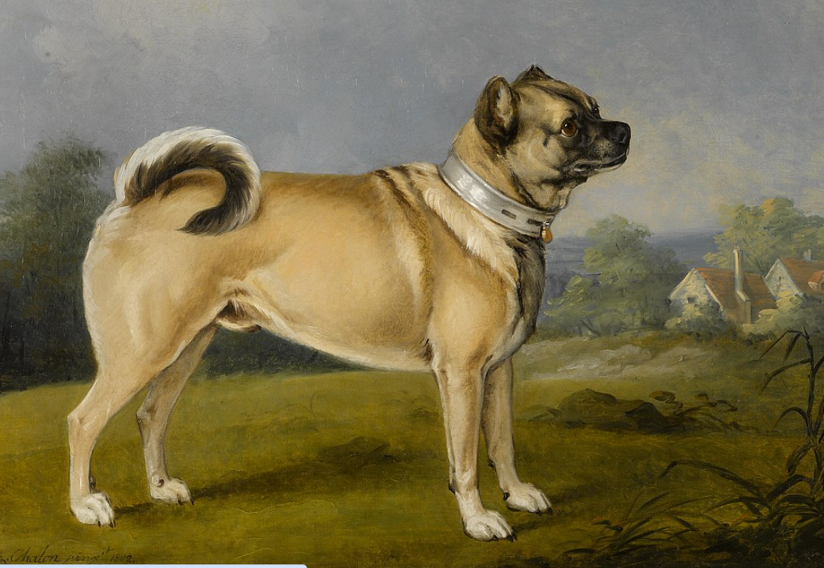 How Is a Pug's Skull Different From a Normal Dog? - HubPages