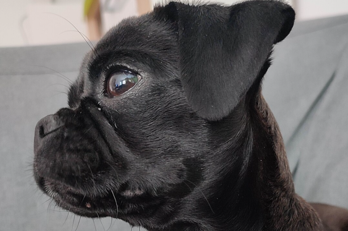 How Is a Pug's Skull Different From a Normal Dog? - HubPages