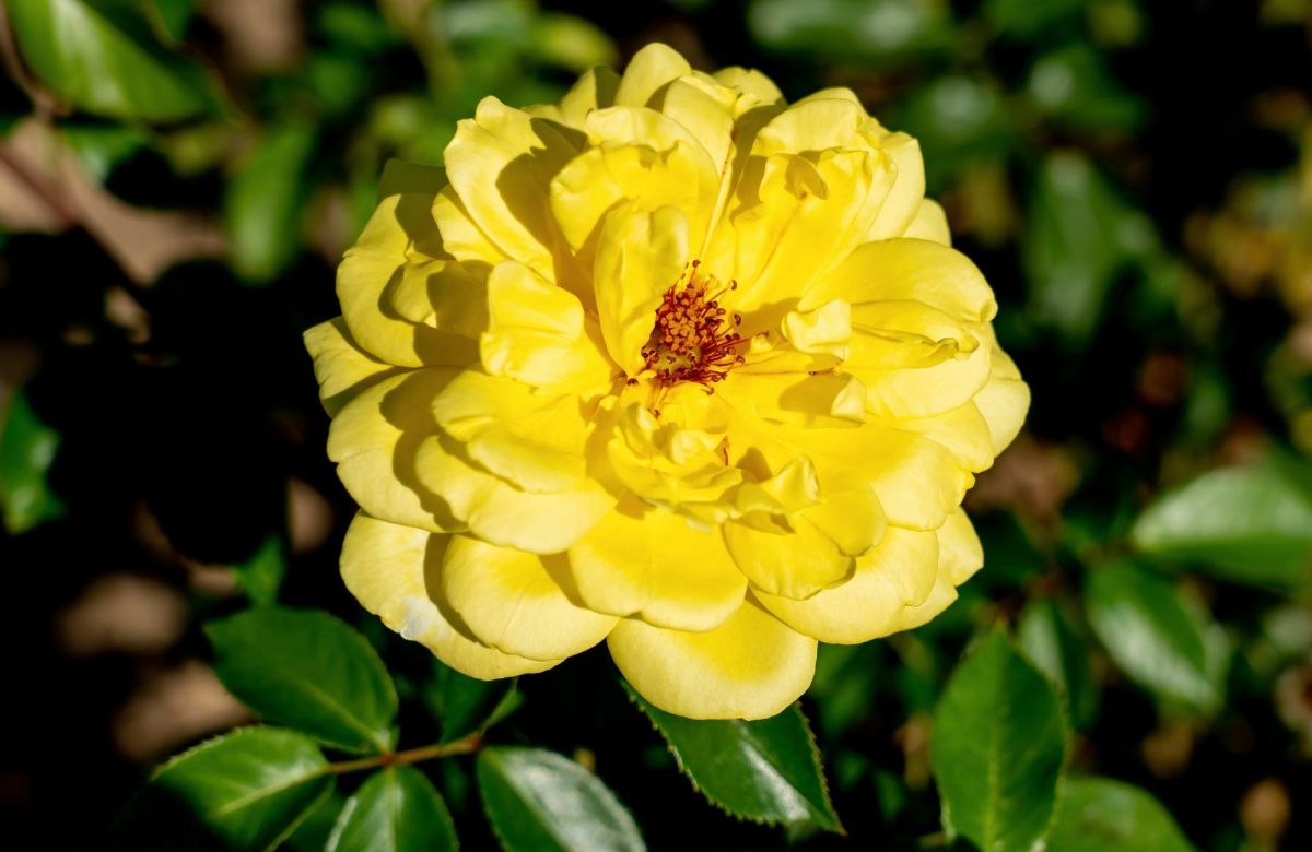 100 Different Types of Roses - Dengarden