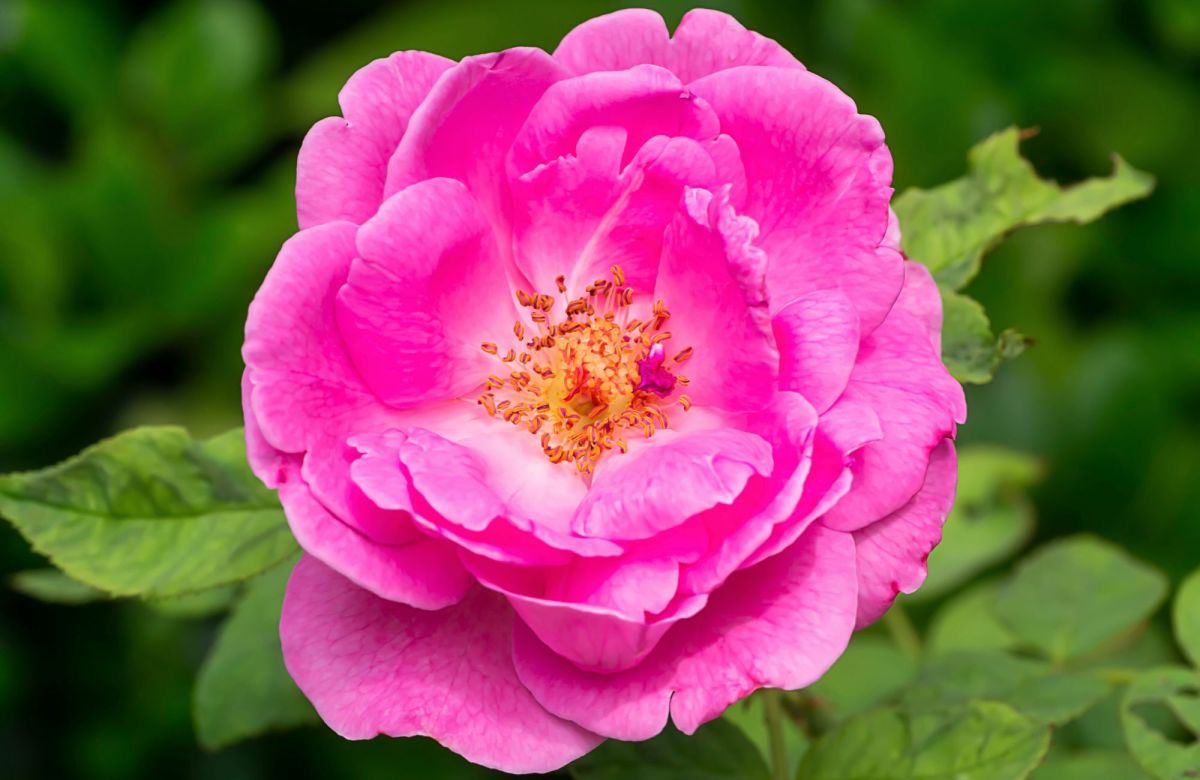 100 Different Types of Roses - Dengarden