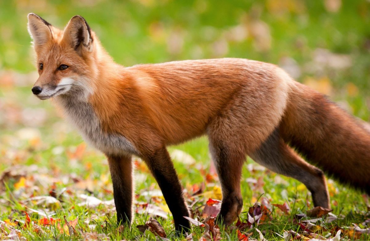 A Look at the Different Color Variations of the Red Fox - HubPages