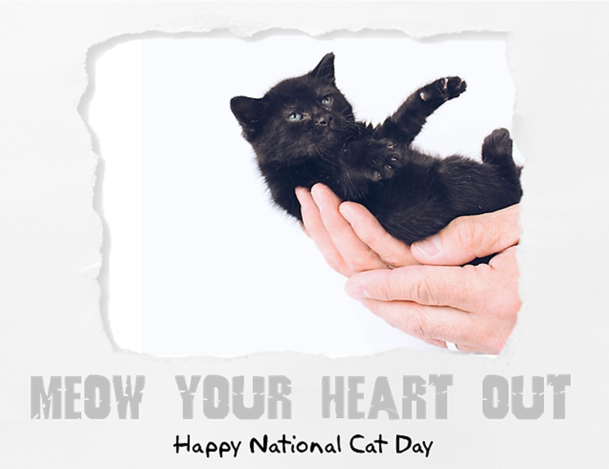 National Cat Day: Cat Day Quotes And Wishes - HubPages
