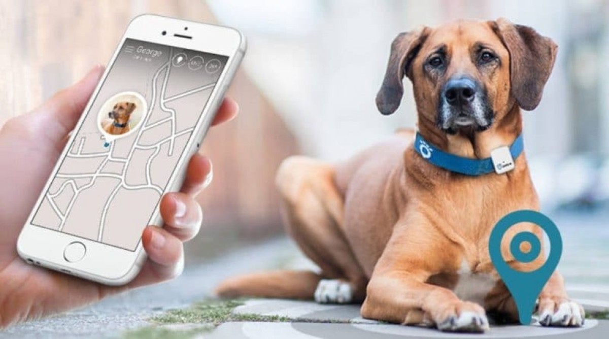 15 Cheap GPS Trackers For Pets - HubPages