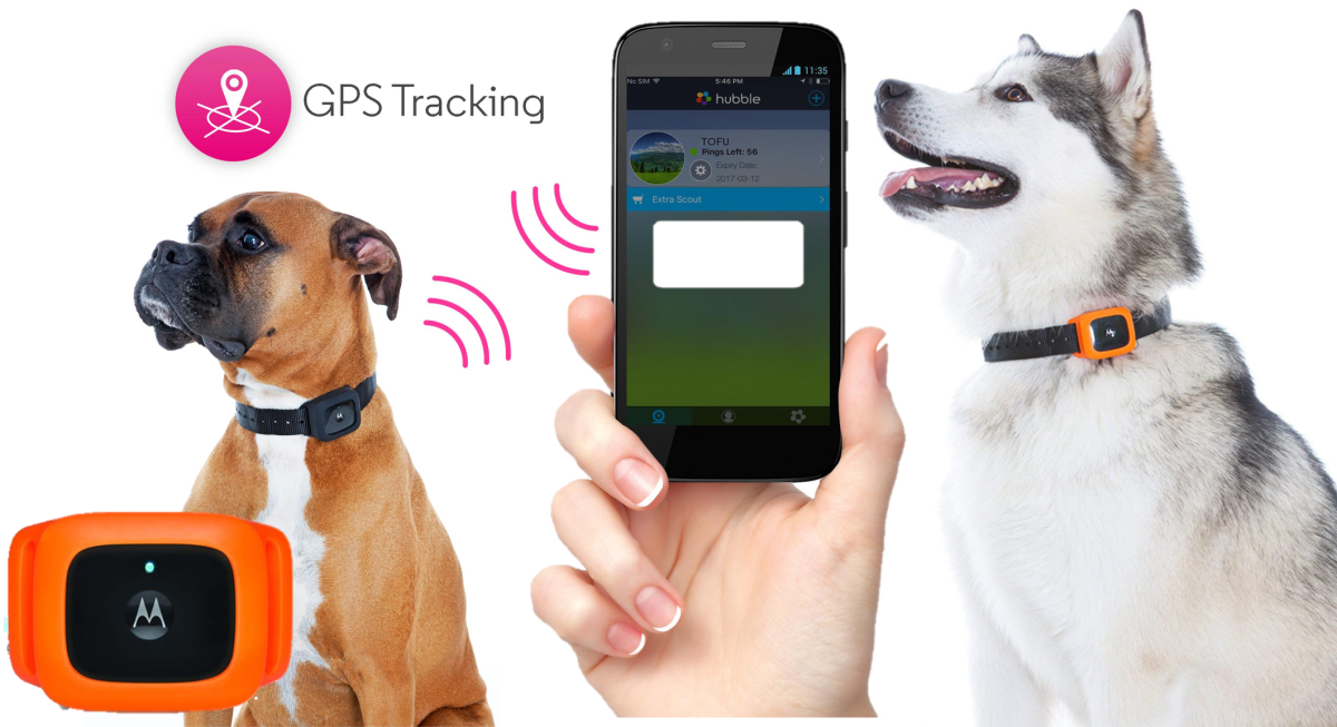 15 Cheap GPS Trackers For Pets - HubPages