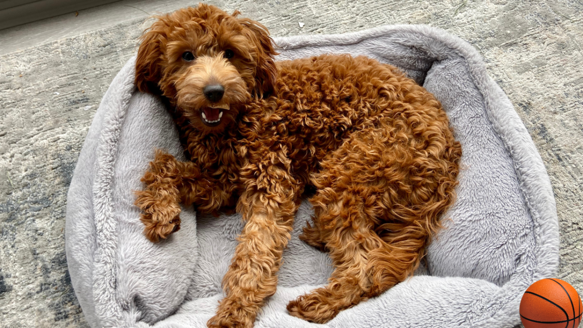 When Will My Hyper Goldendoodle Calm Down? - HubPages