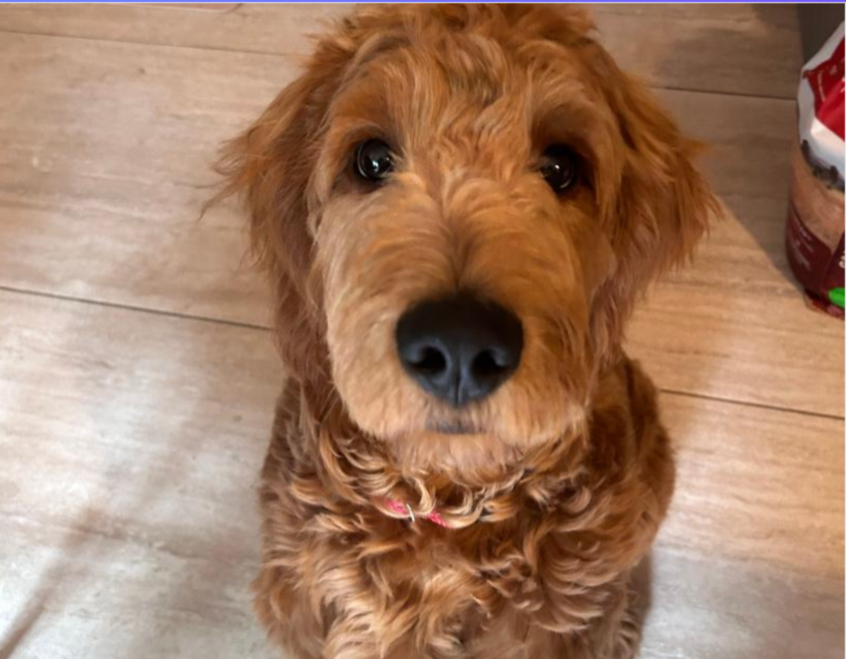When Will My Hyper Goldendoodle Calm Down? - HubPages