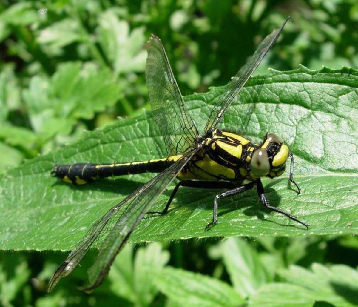 The Difference Between The Damselfly & Dragonfly - HubPages