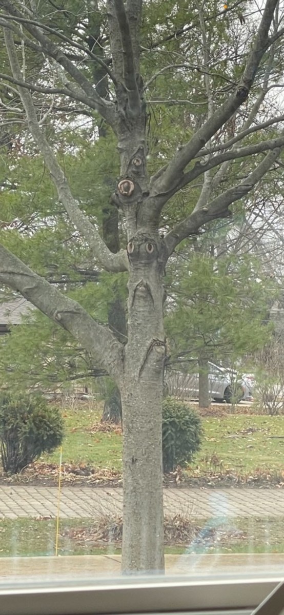 Forest Faces and Tree Faces - Great Outdoor Decorations - HubPages