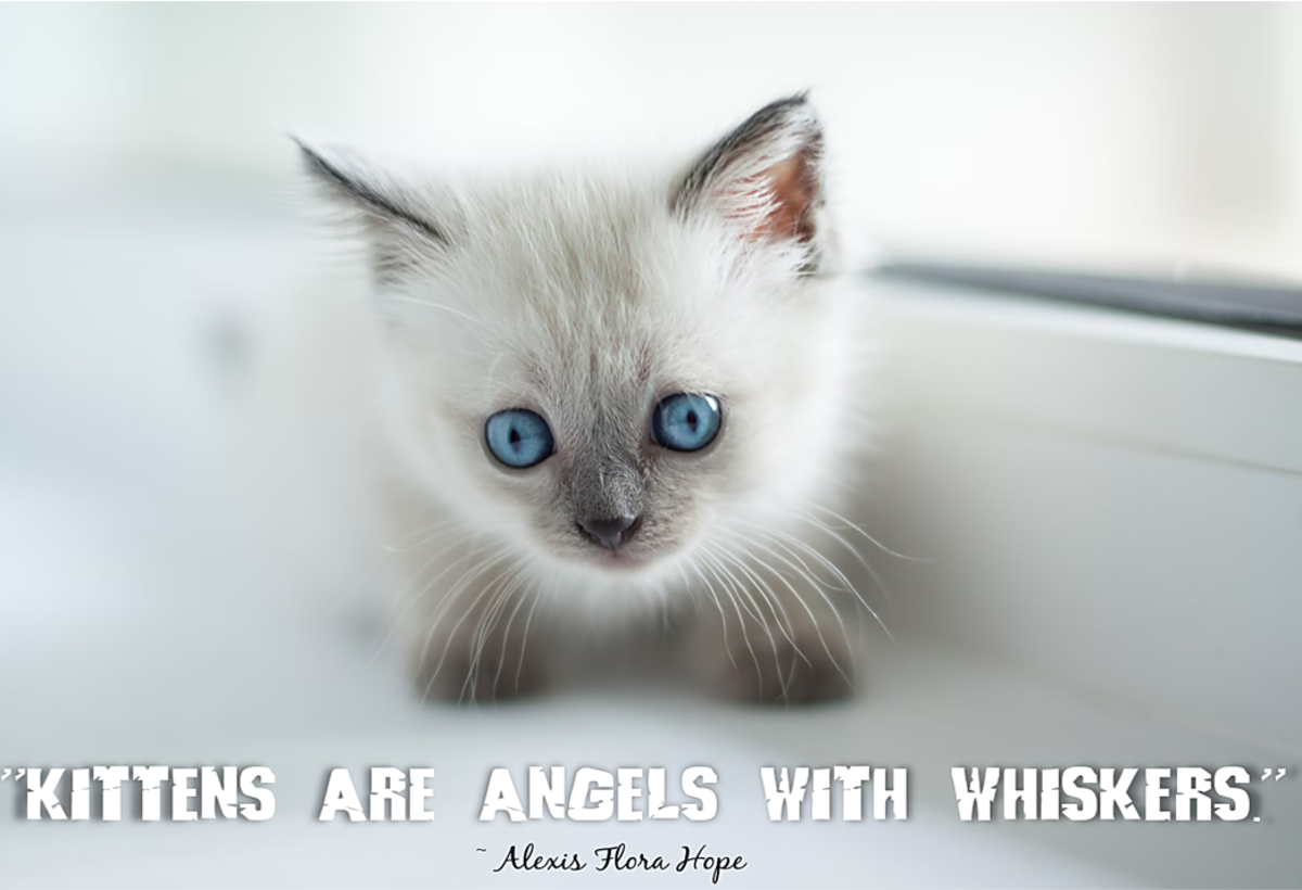 International Cat Day: 50+ Cat Day Quotes And Wishes - HubPages