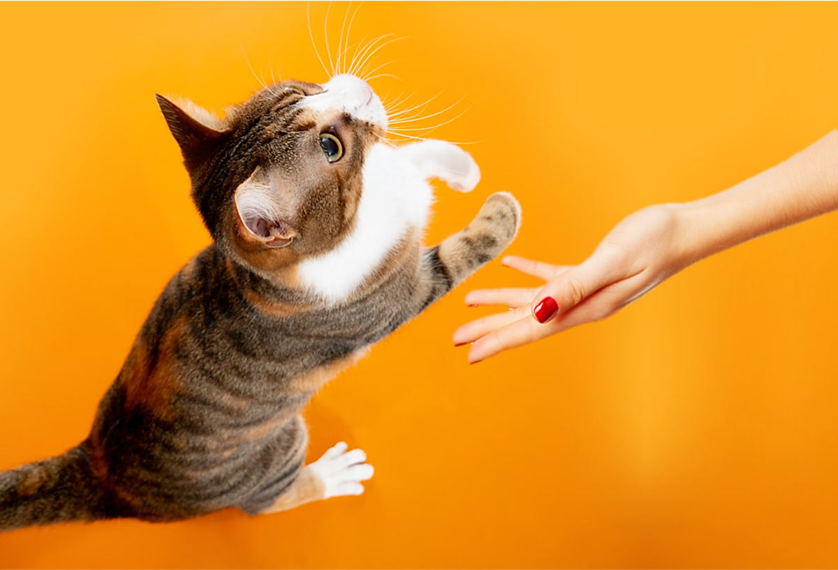 International Cat Day: 50+ Cat Day Quotes And Wishes - HubPages