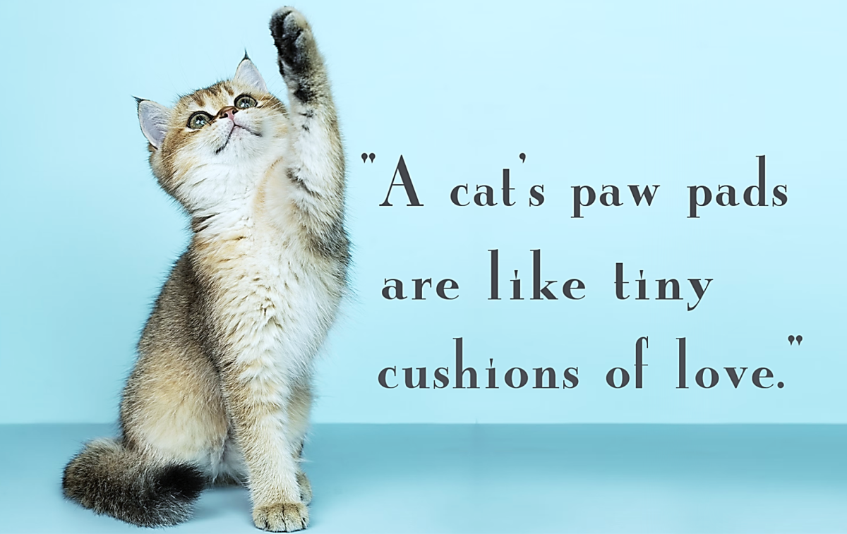 National Cat Day Quote 9 Cat Quotes To Celebrate International Cat Day