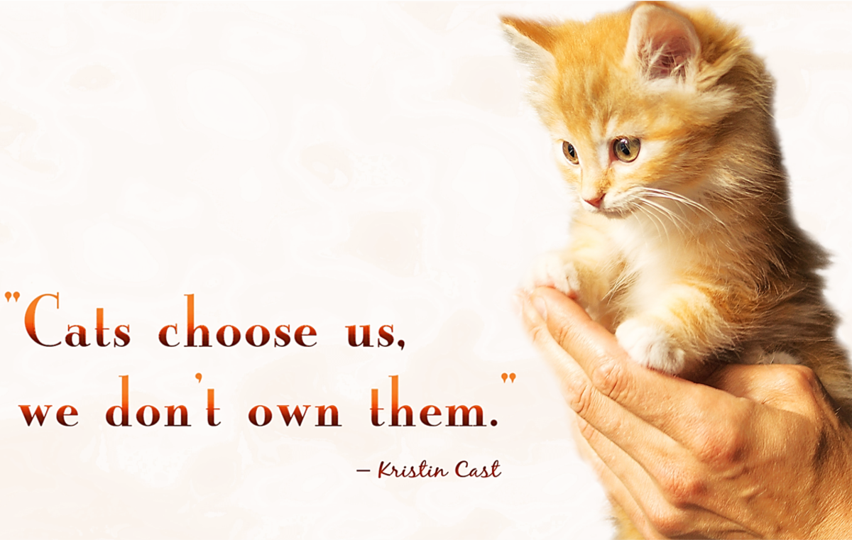 International Cat Day: 50+ Cat Day Quotes And Wishes - HubPages
