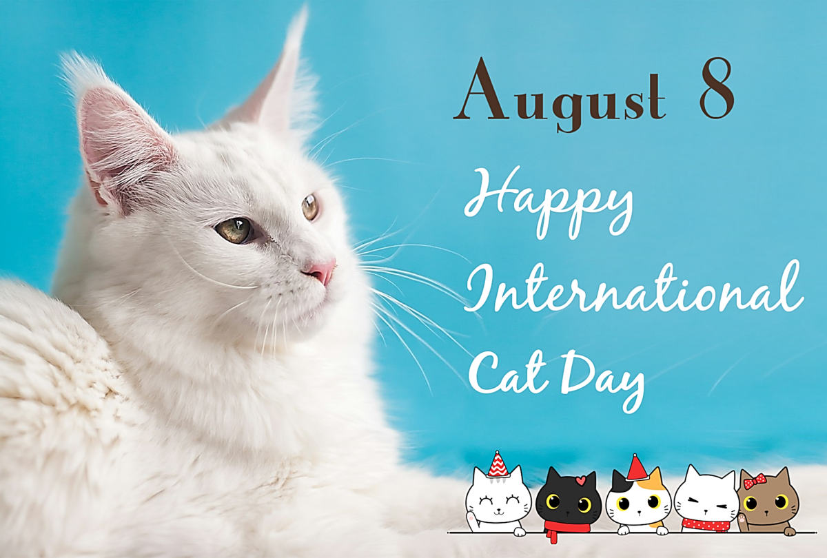 International Cat Day: 50+ Cat Day Quotes And Wishes - HubPages