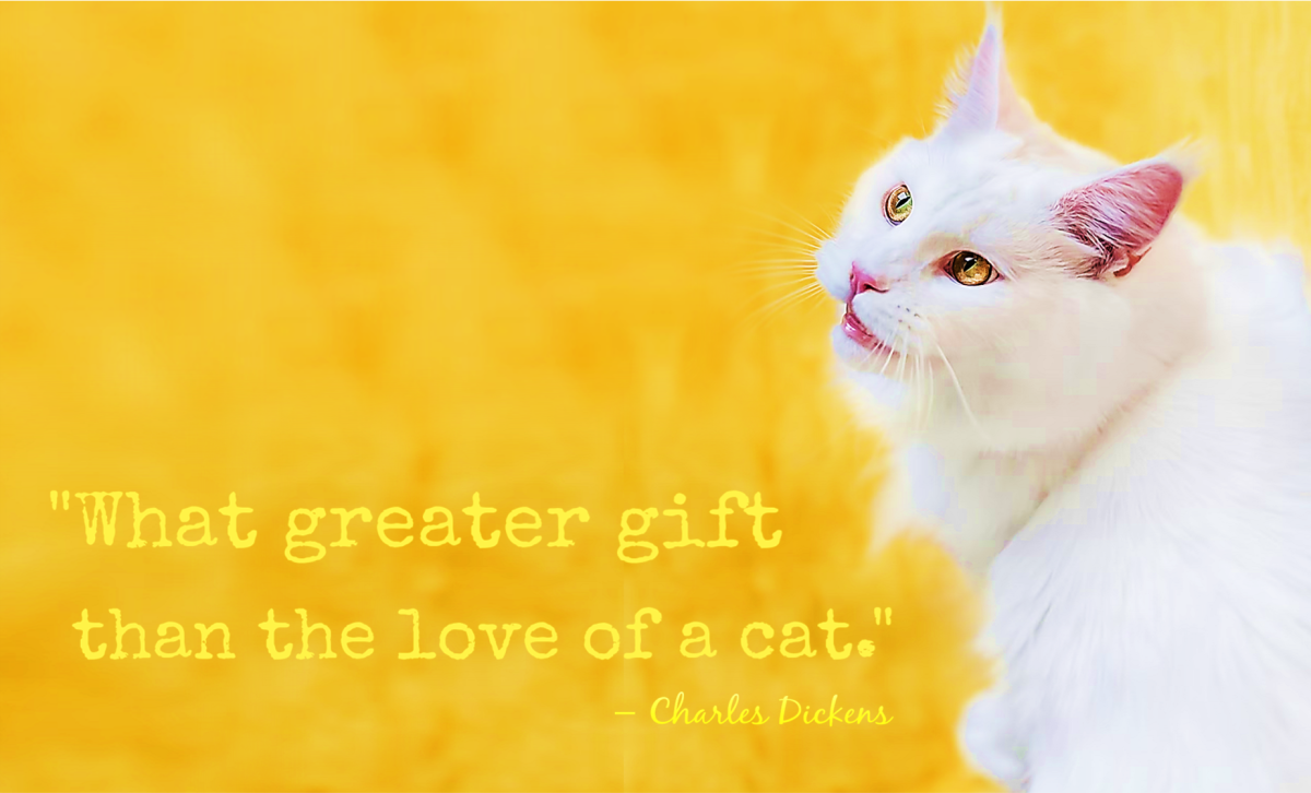 International Cat Day: 50+ Cat Day Quotes And Wishes - HubPages