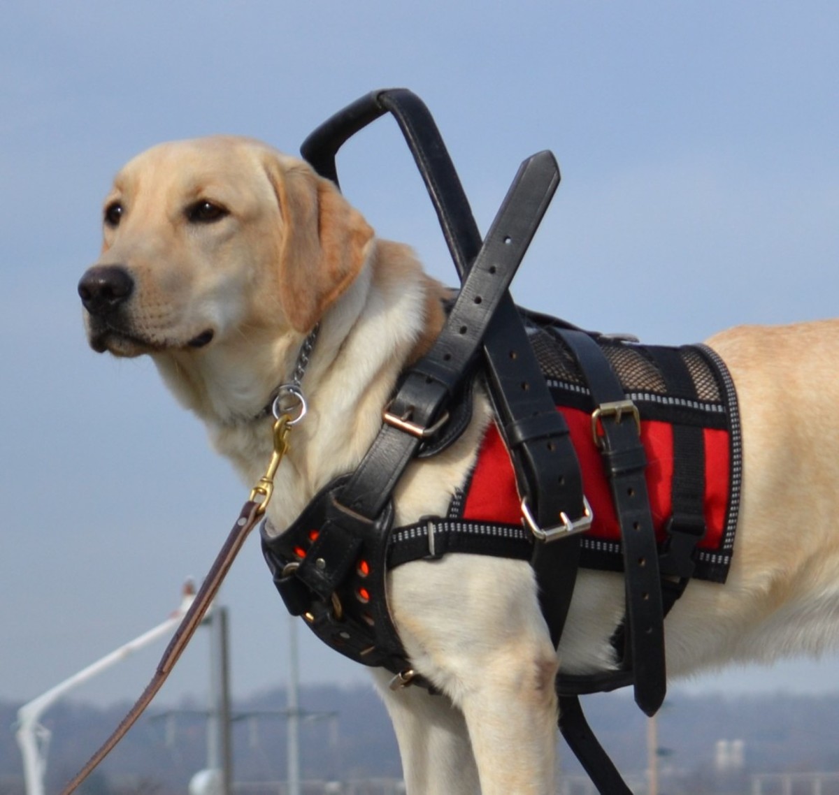 A Service Animal Explained - HubPages