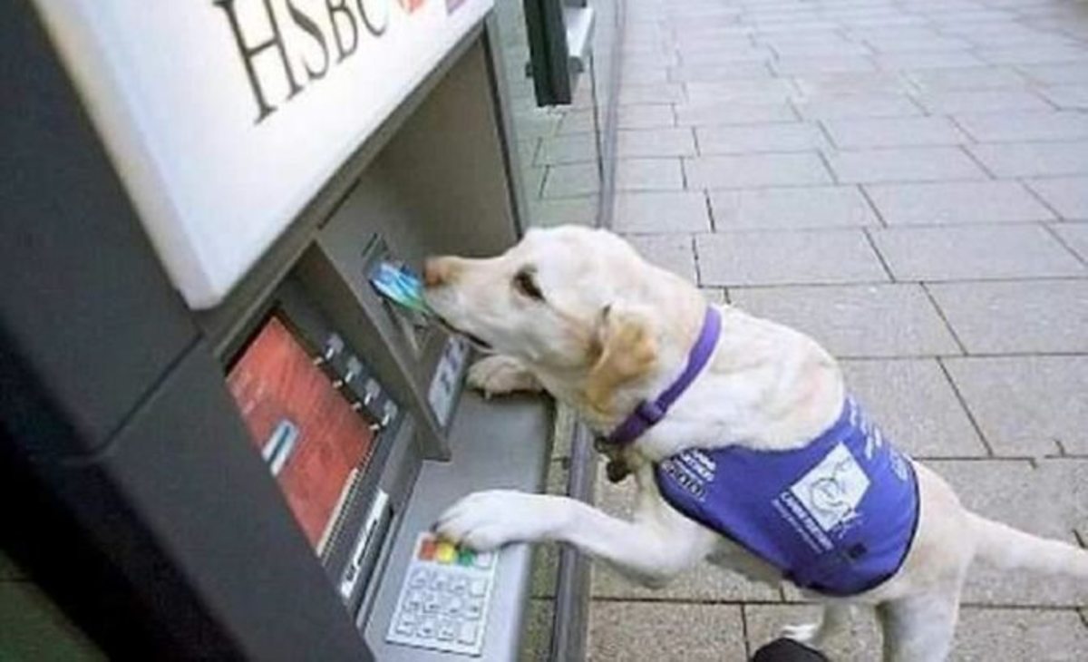 A Service Animal Explained - HubPages
