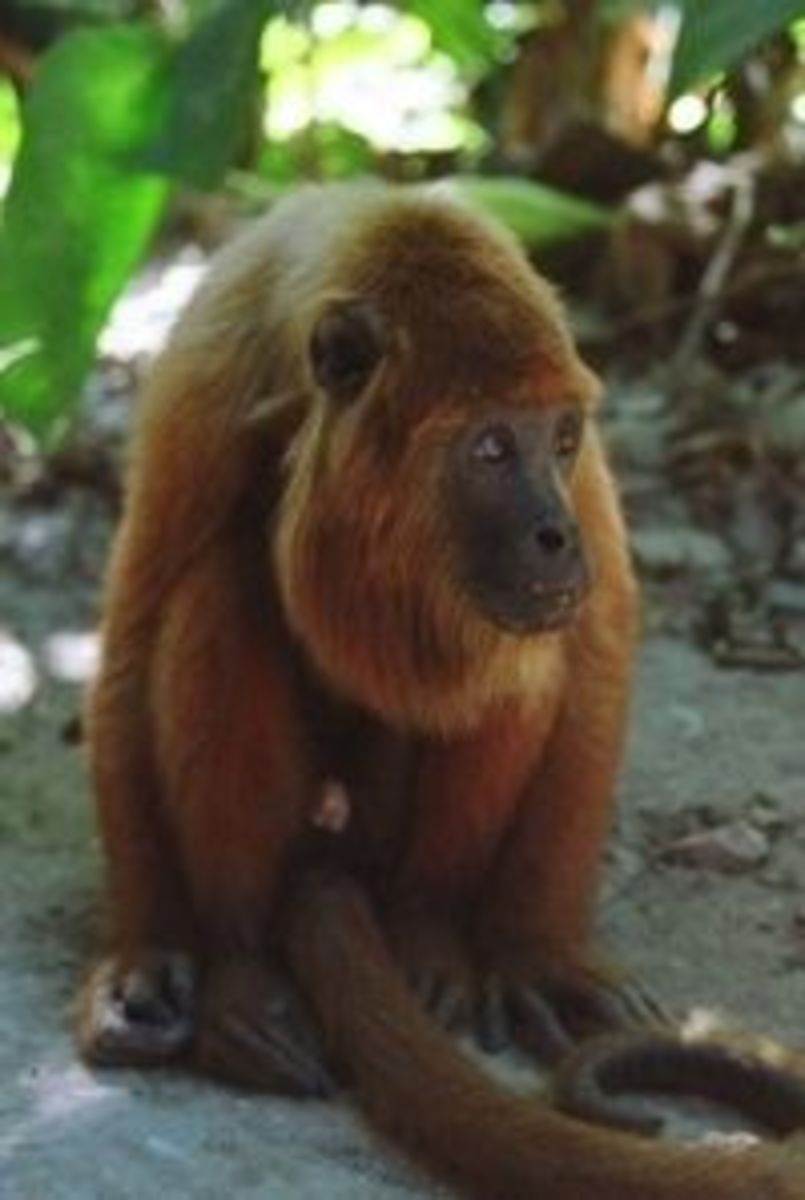 Facts About Howler Monkeys - HubPages
