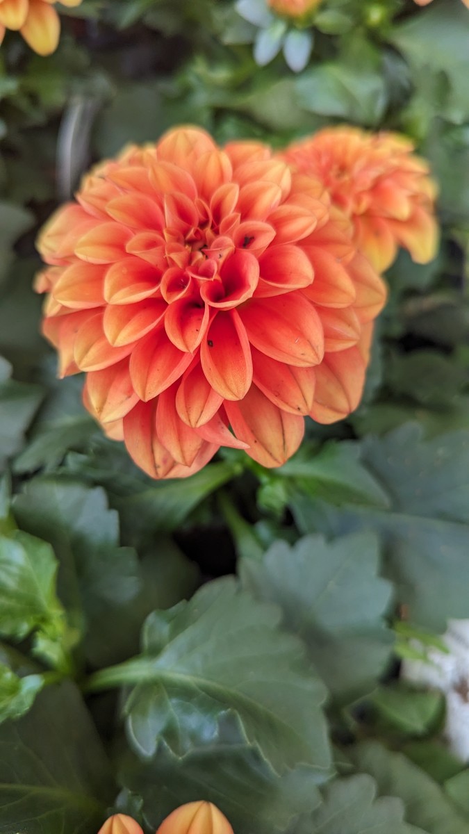 May Flowers - It's Time to Plant - HubPages